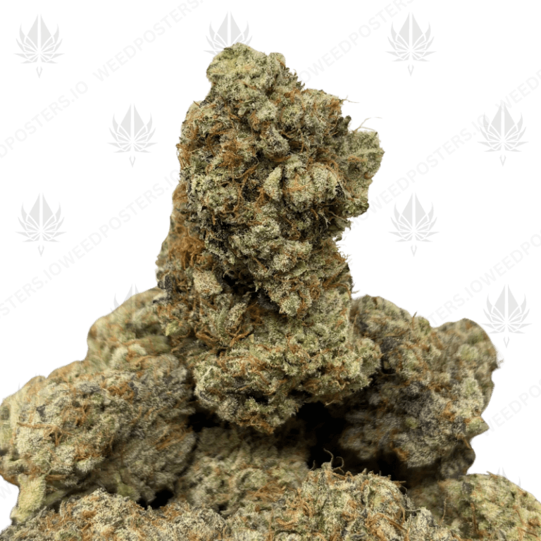 SOUR APE FUEL (LSO EXOTICS) - WeedPosters.io